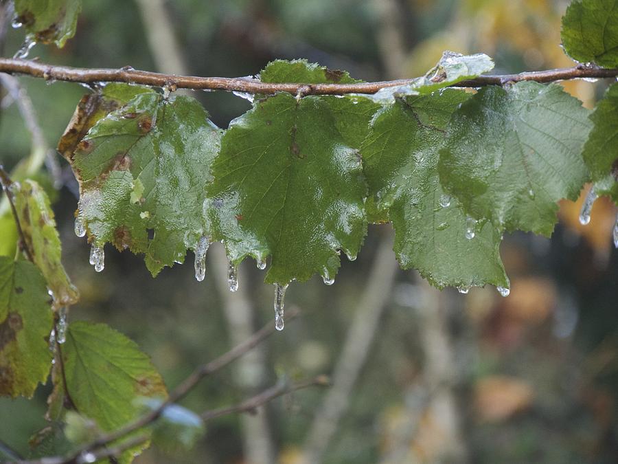 Leaf Icicles Photograph by Thaimi Mayes - Fine Art America