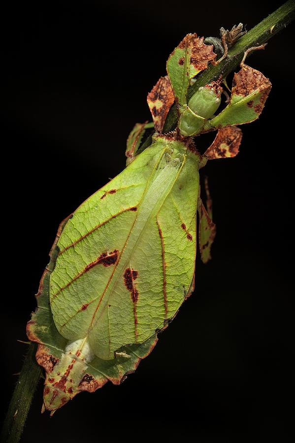 Leaf Insect Photograph by Tomasz Litwin/science Photo Library - Fine ...