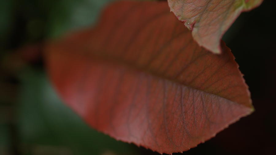 Leaf Photograph By Malith De Silva Fine Art America