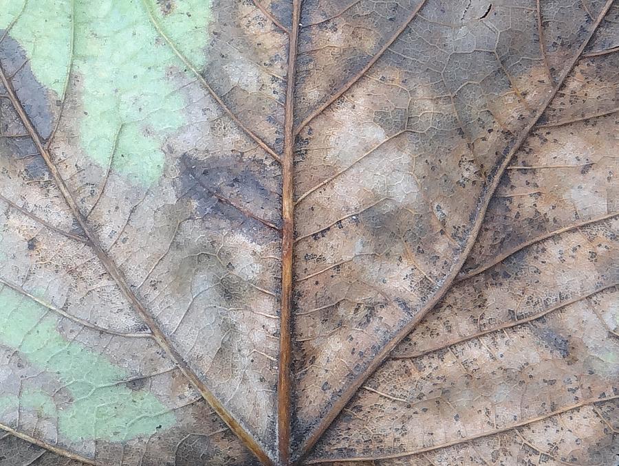 leaf Map Photograph by Hannah Morgan - Pixels