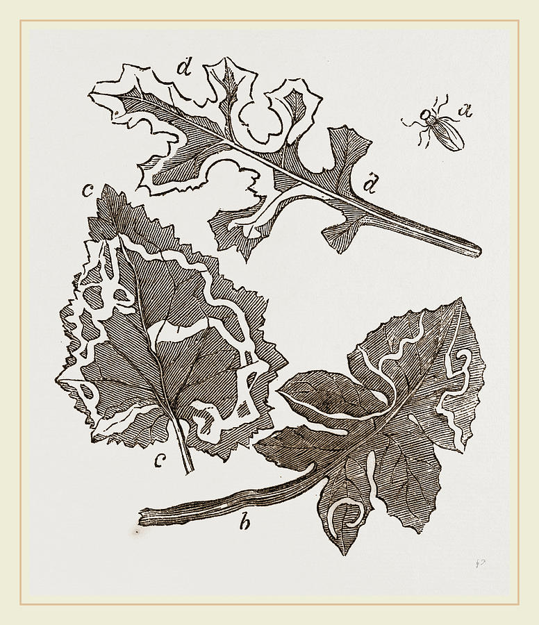 Leaf-mining Maggots Drawing by Litz Collection - Fine Art America