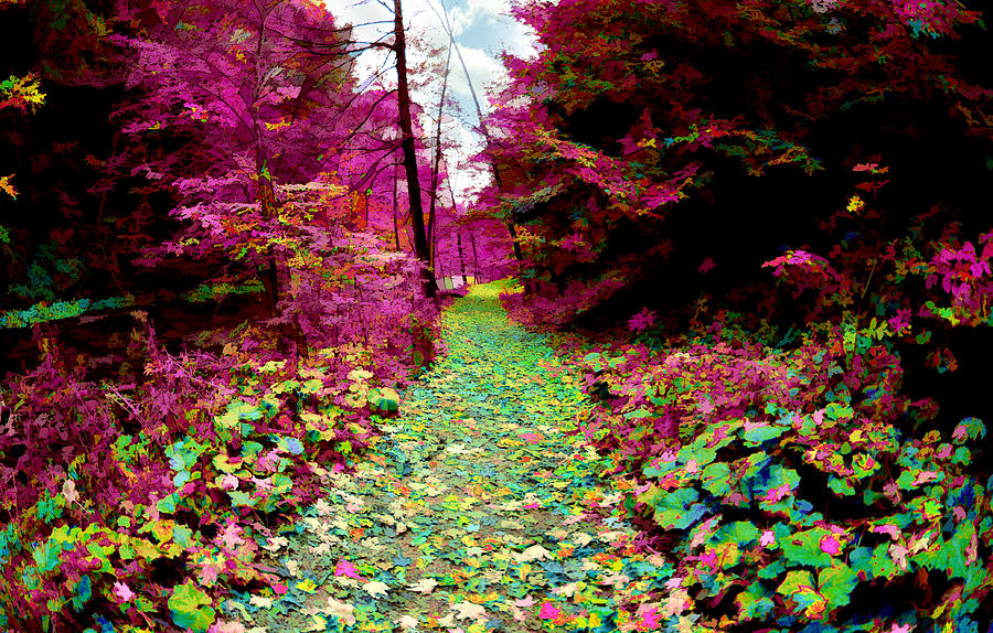 Leaf Path Photograph by Tina Baxter - Fine Art America