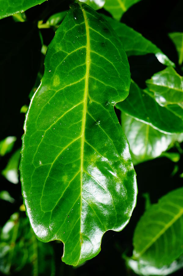 Leaf Photograph by Sergio Ferreira | Fine Art America