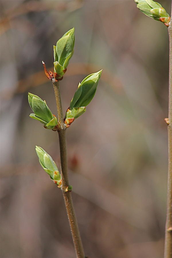Leafing Out Photograph by Wayne Williams - Fine Art America