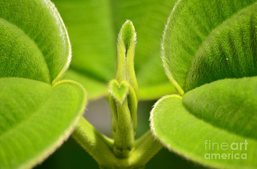 Leafs Budding Photograph by Cate Schafer - Fine Art America