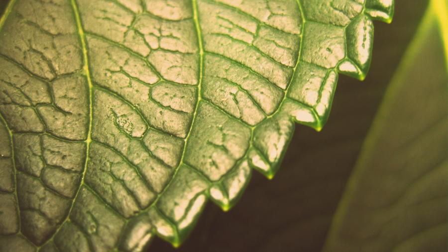 Leaf's Edge Photograph by Jhoy E Meade - Fine Art America