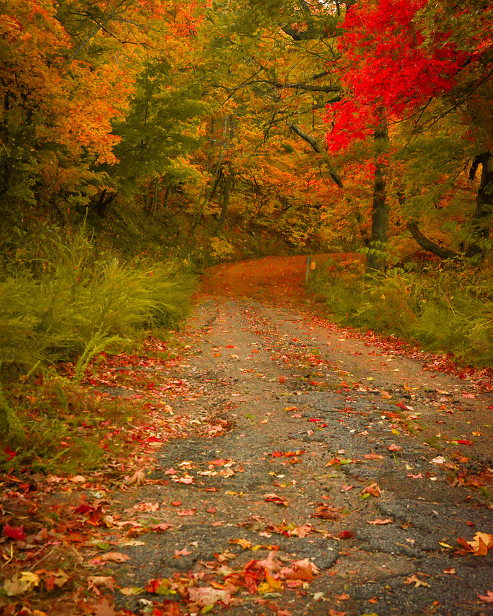 Leafy path Photograph by Andrea Wright - Fine Art America