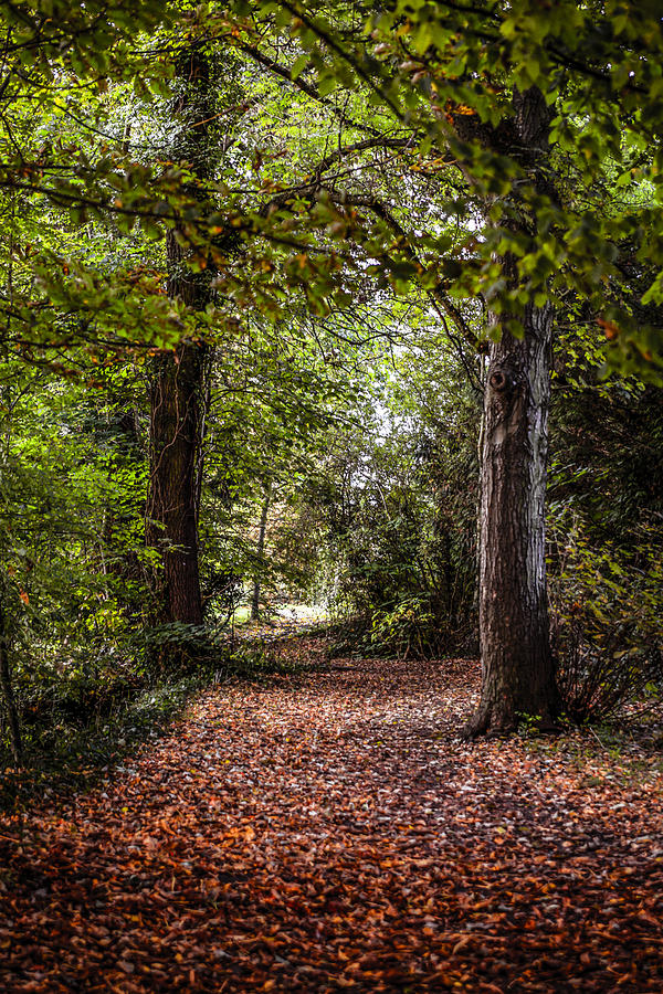 Leafy Path Photograph by Chris Smith - Fine Art America