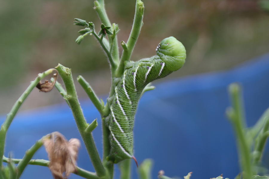 Lean Green Machine Photograph by Roger Mills - Fine Art America
