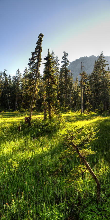 Leaning Toward the Sun Photograph by Joshua Cramer - Pixels