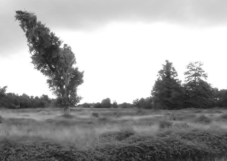 Leaning Tree Photograph by Ross Muggivan - Fine Art America