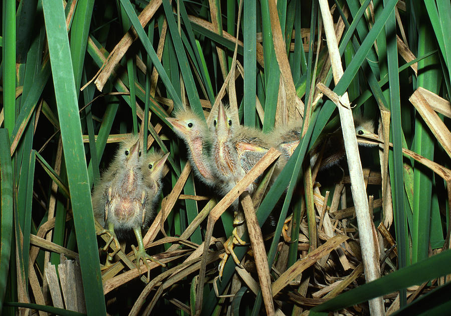 Least Bittern chicks 1007-1 Photograph by Mark Wallner | Pixels