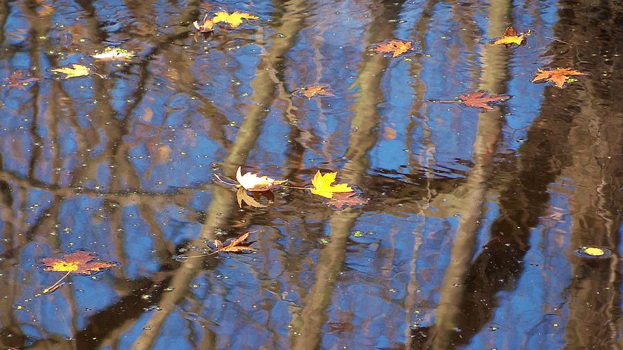 Leaves Photograph by Elizabeth Lewandowski - Fine Art America