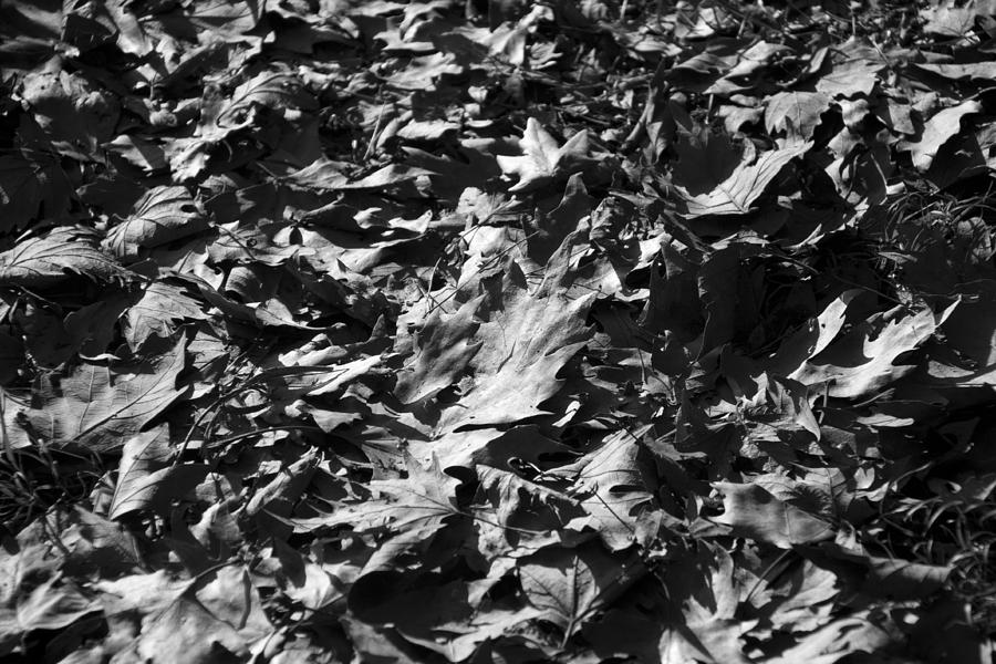 Leaves Photograph by Robert Dingwall - Fine Art America