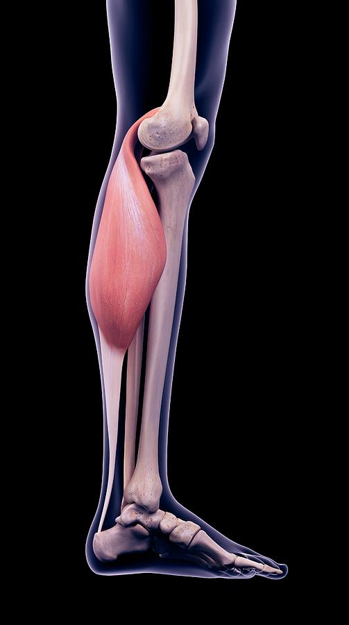 Leg Muscle Photograph by Sebastian Kaulitzki/science Photo Library ...