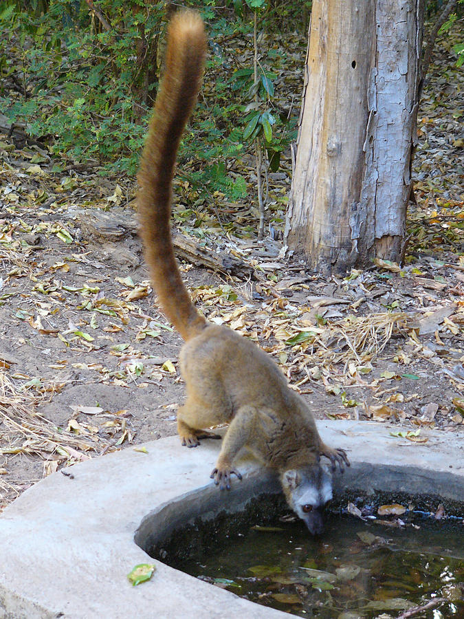 Lemur Drinking Photograph by Marida Lin - Fine Art America