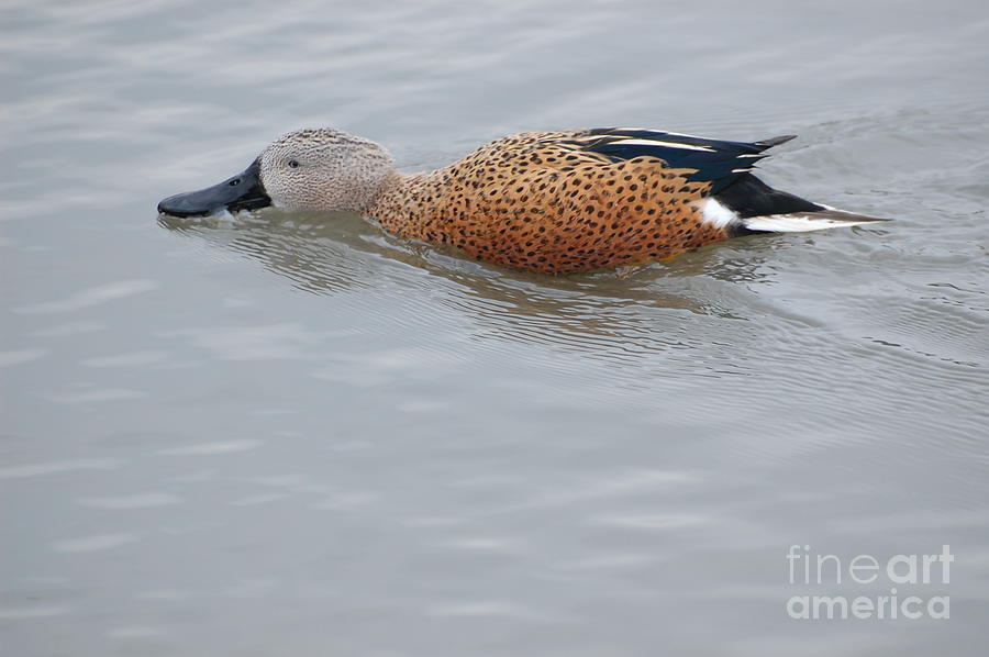Leopard Duck Photograph by C Lythgo - Fine Art America