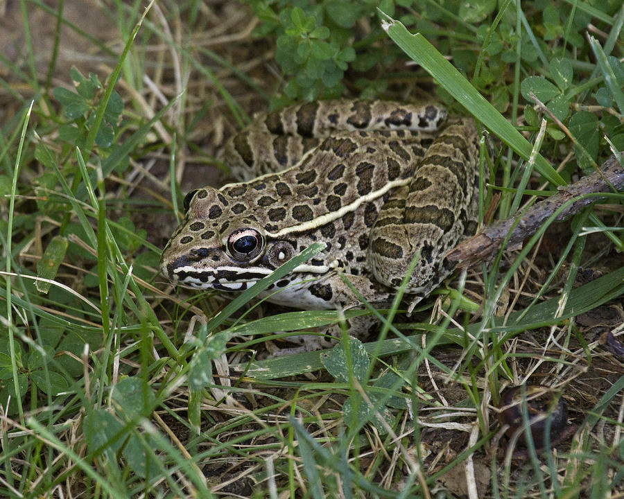 Leopard Frog Photograph by Eric Mace - Fine Art America