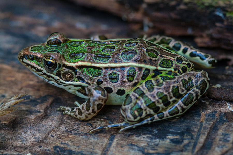 Leopard Frog Photograph by Robert Storost - Fine Art America