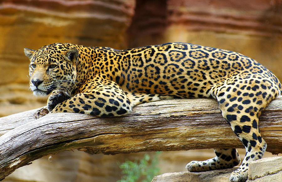 Leopard Photograph by Kenneth Jaeger - Fine Art America