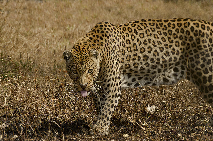 Leopard Raspberry Photograph by Lynn Starnes - Fine Art America