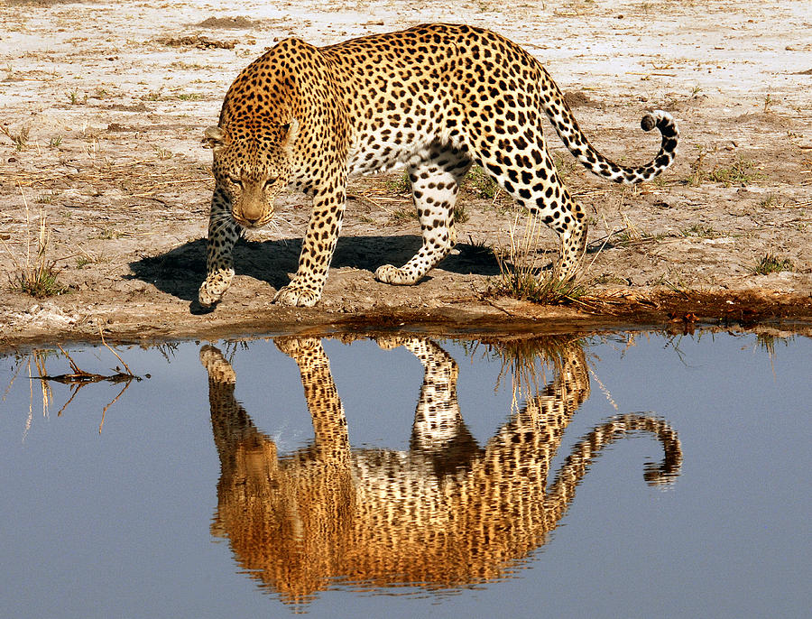 Leopard reflection Photograph by Sharon Bishop - Fine Art America