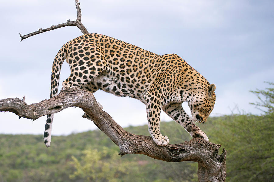 Leopard Photograph by Science Photo Library - Pixels Merch