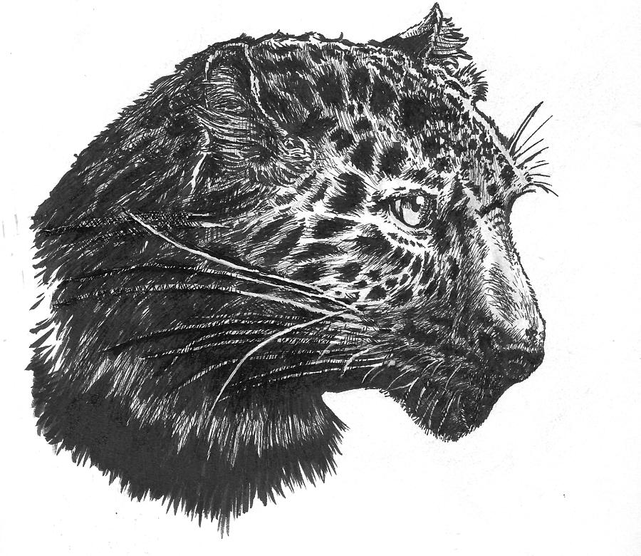 Leopard Study Drawing by John Disher - Fine Art America
