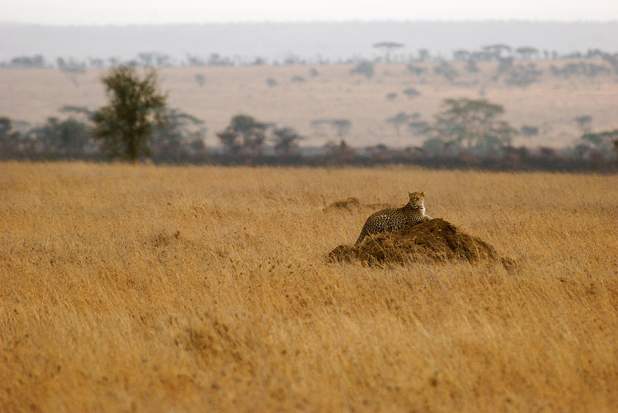 Leopard View Photograph by Marc Levine - Pixels