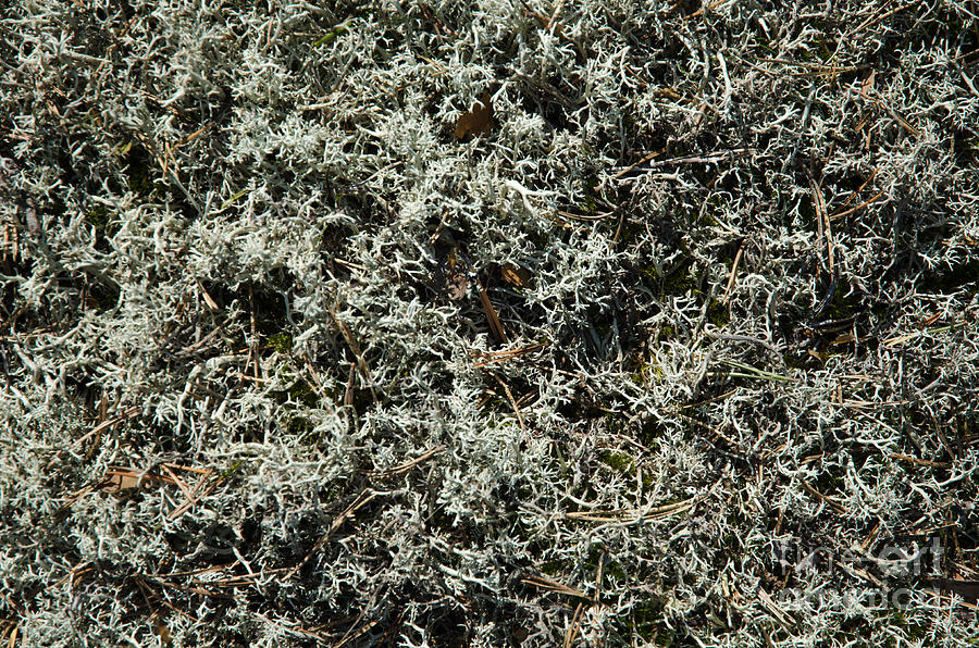 Lichen background Photograph by Kennerth and Birgitta Kullman - Fine ...