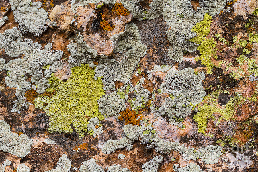 Lichen Colors Photograph by Ashley M Conger - Fine Art America