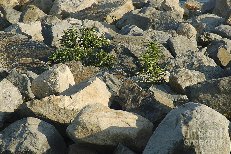 Life among the rocks Photograph by Colleen Halvorsen-Sinclair - Fine ...