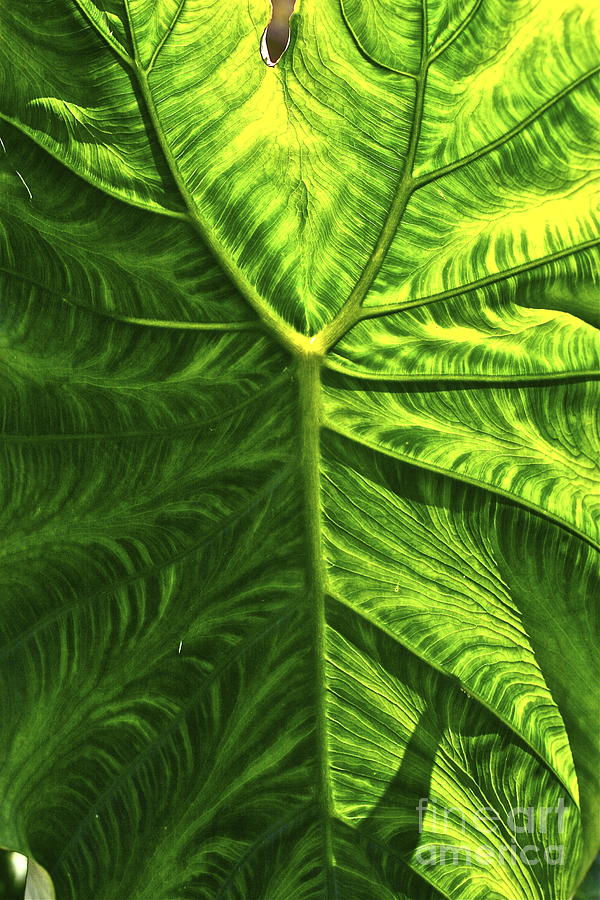 Life Pattern Photograph by Kimberly Nickoson - Fine Art America