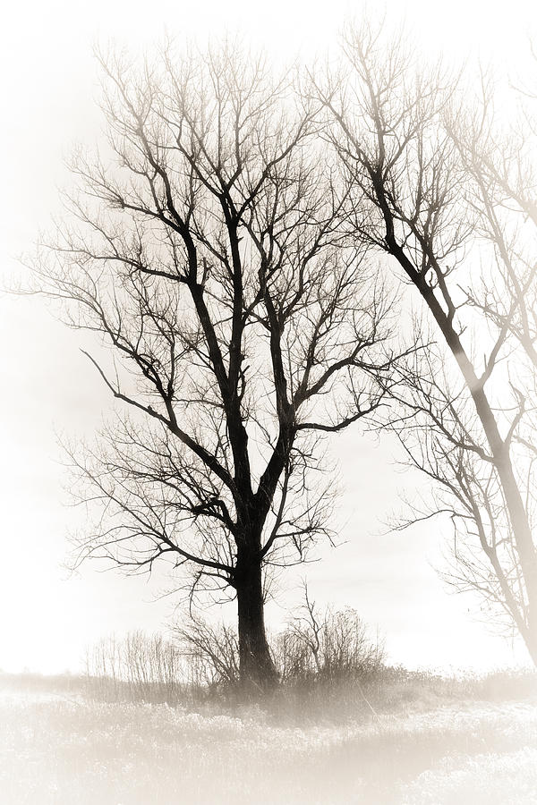 Light Behind the Tree Photograph by Gary Smith - Fine Art America