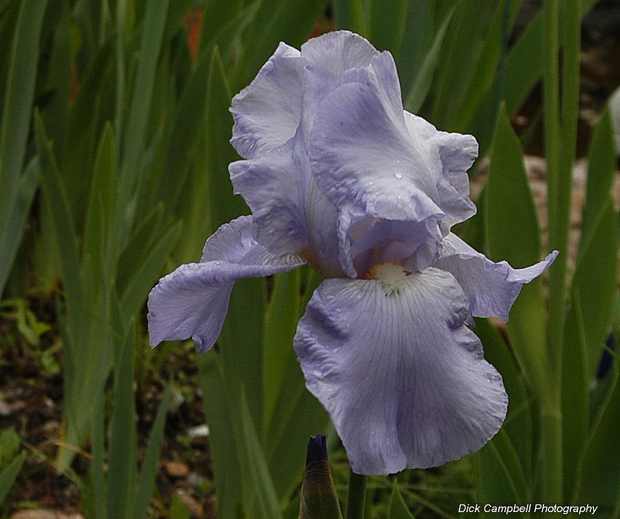 Light Blue Iris Photograph by Dick Campbell - Fine Art America
