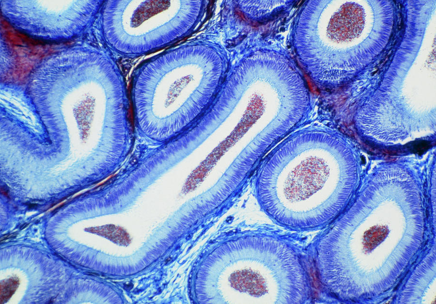 Light Micrograph Of A Normal Human Epididymis Photograph by Astrid & Hanns-frieder Michler ...