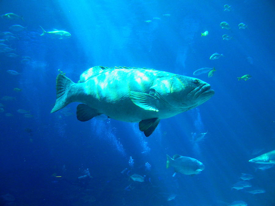 Light on Fish Photograph by Mary Koval - Fine Art America