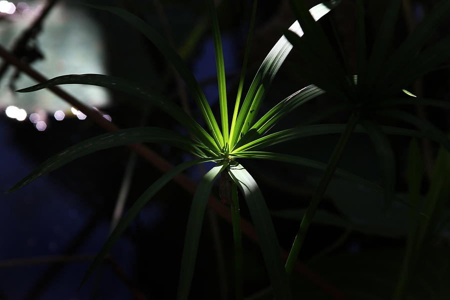 Lilly Photograph by Nicholas Pullano - Fine Art America