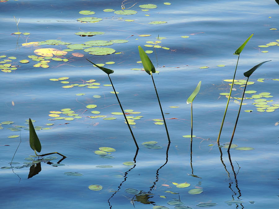Lilly pond Photograph by Jonathon Thorpe - Fine Art America