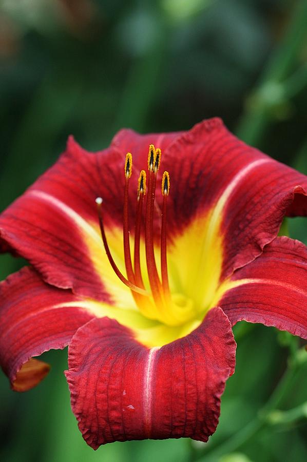 Lilly Red Photograph by Peter Feo | Fine Art America