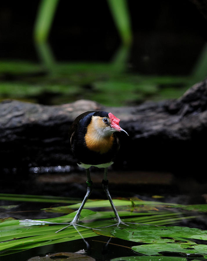 lilly Trotter Photograph by Ian Worrell - Pixels