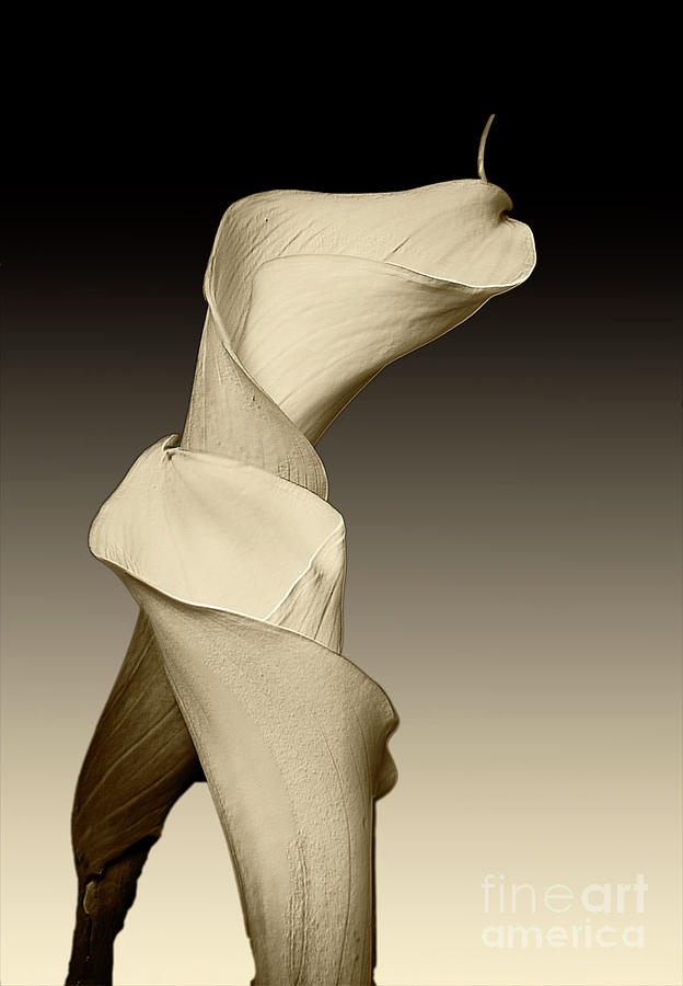 Lillys In Sepia Gradient Photograph by Bruce Bain - Fine Art America