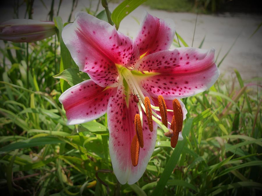 Lily Bug Photograph by Danielle Waters - Fine Art America