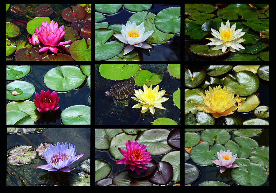 Lily Collage Photograph by Robert Wallace - Pixels