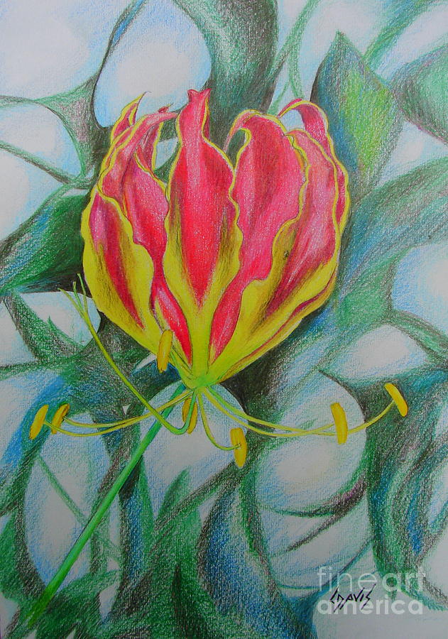 Lily On Fire Drawing by Lew Davis - Fine Art America