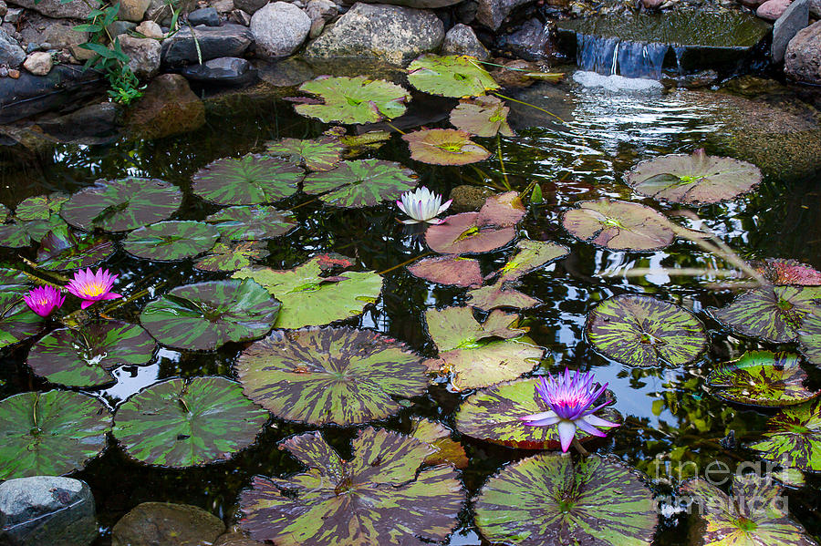 Lily Pond at State Fair Photograph by Sky Shepard - Fine Art America