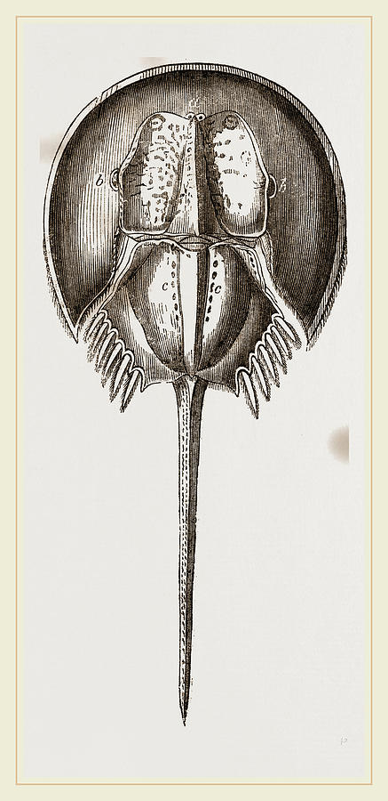 Limalus Nolucanus Drawing by Litz Collection - Pixels