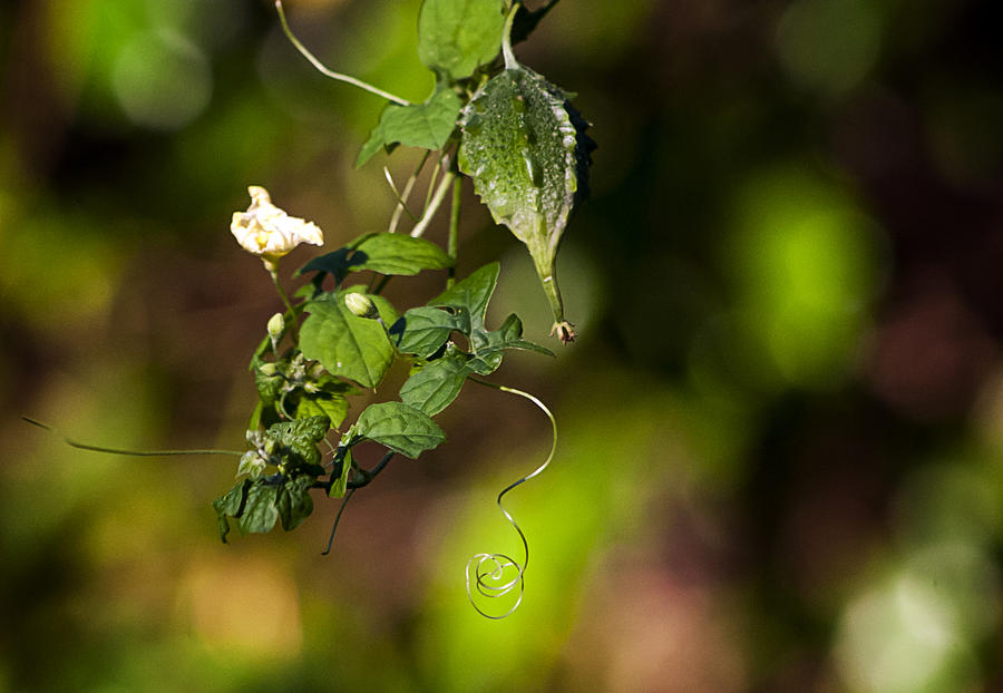 Lime Sprout Photograph by Katie Quinn - Fine Art America