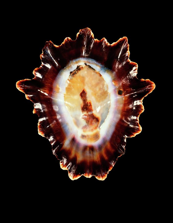 Limpet Shell Photograph by Gilles Mermet - Pixels