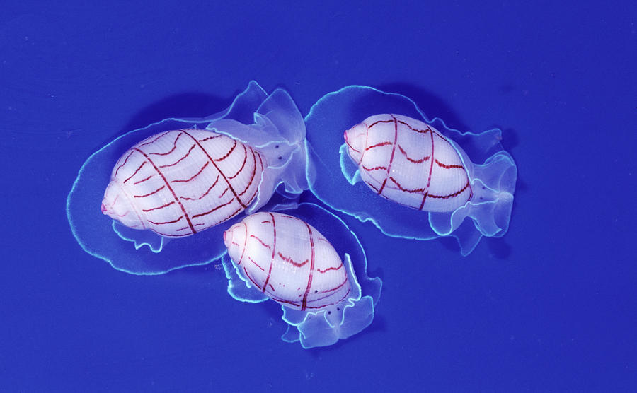 Lined Bubble Shells Photograph by Newman & Flowers - Fine Art America